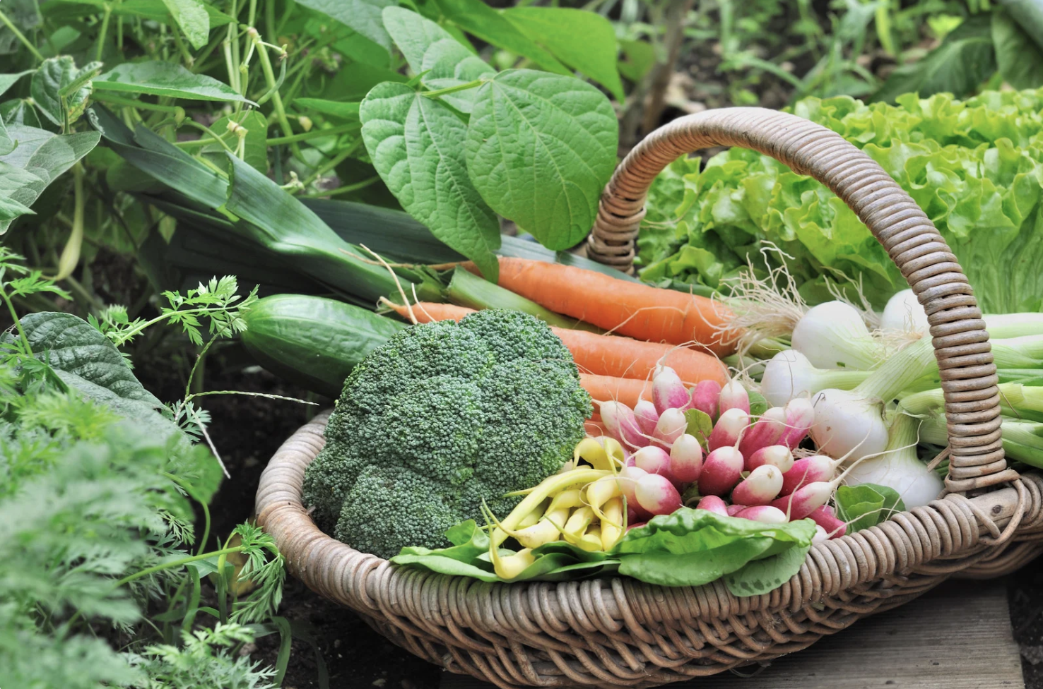 Eat to 100: Lessons from The Blue Zones Kitchen — Cathleen R Smith